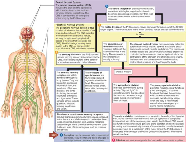 Human Nervous Systemmindmap | PDF