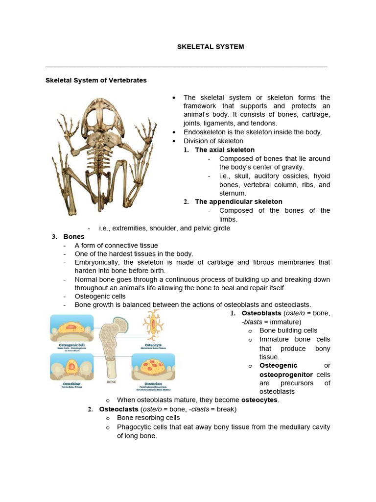 SKELETAL SYSTEM | PDF