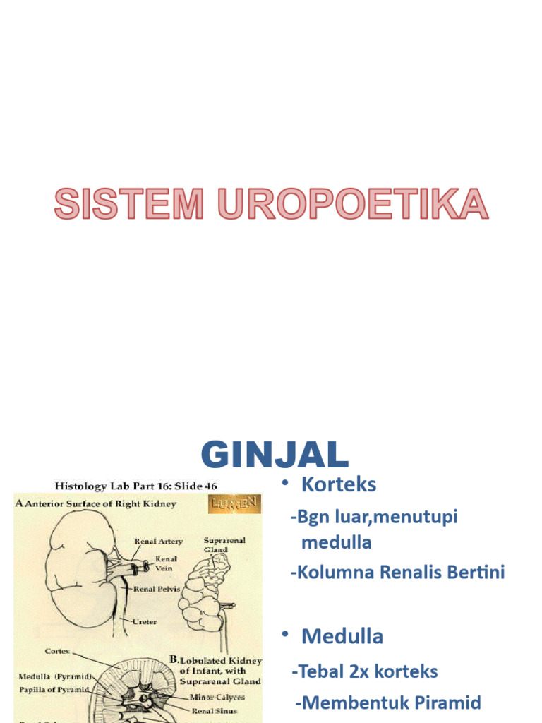 Struktur dan Fungsi Ginjal | PDF
