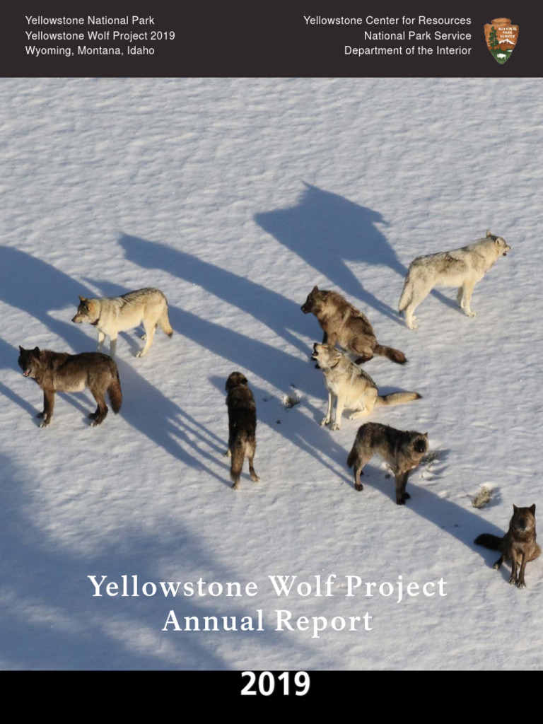 2019 Wolf Report - 508 | PDF | Pack (Canine) | Yellowstone National Park