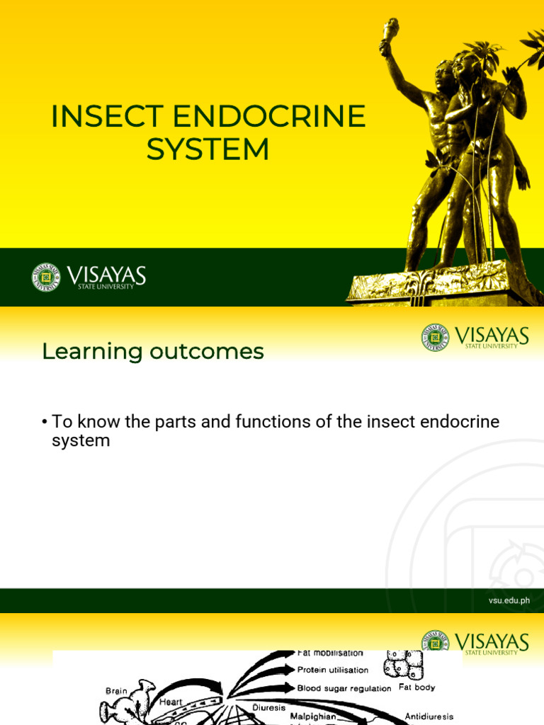 Insect Endocrine System and Circulatory System | PDF | Hormone | Insects