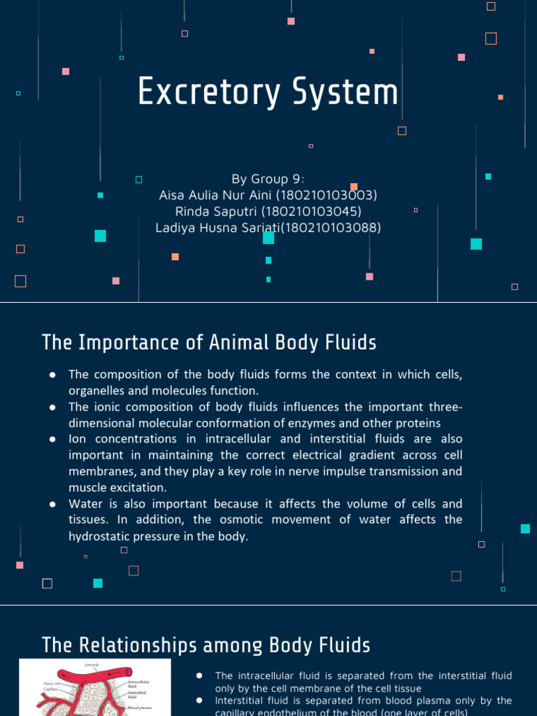 Excretory System | PDF | Kidney | Urinary System