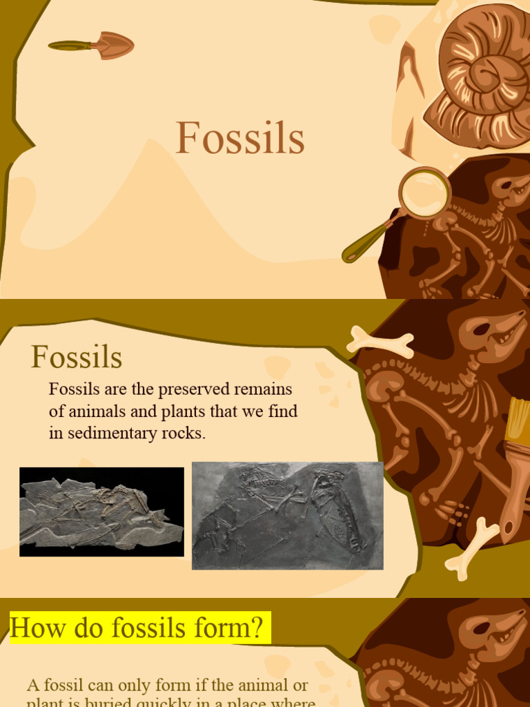 How Fossils Form in Sedimentary Rocks | PDF