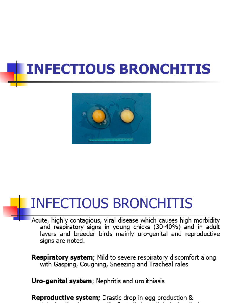 Infectious Bronchitis | PDF