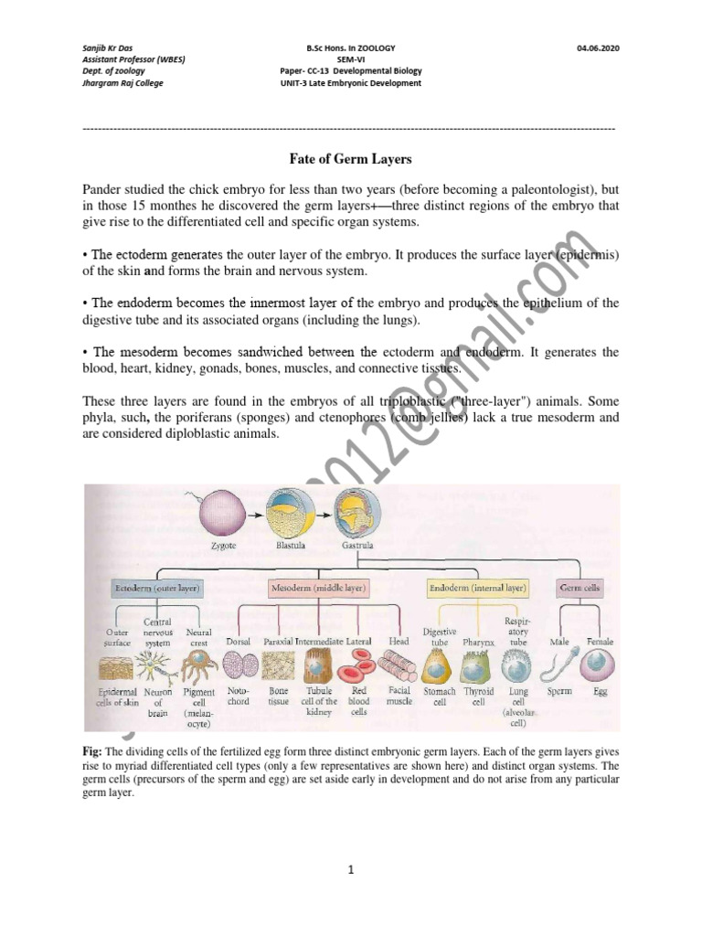 Fate of Germ Layers | PDF
