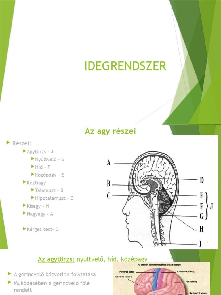 Idegrendszer 2 | PDF