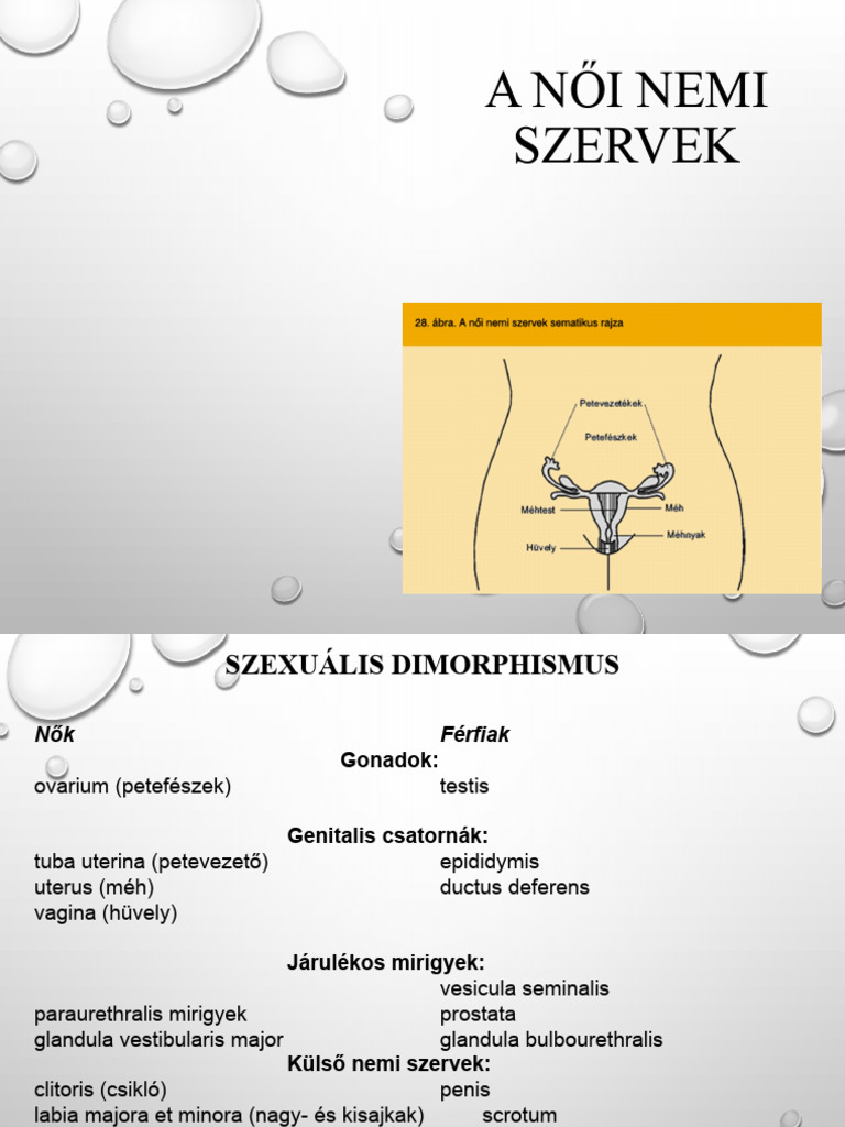 Női Nemi Szervek | PDF