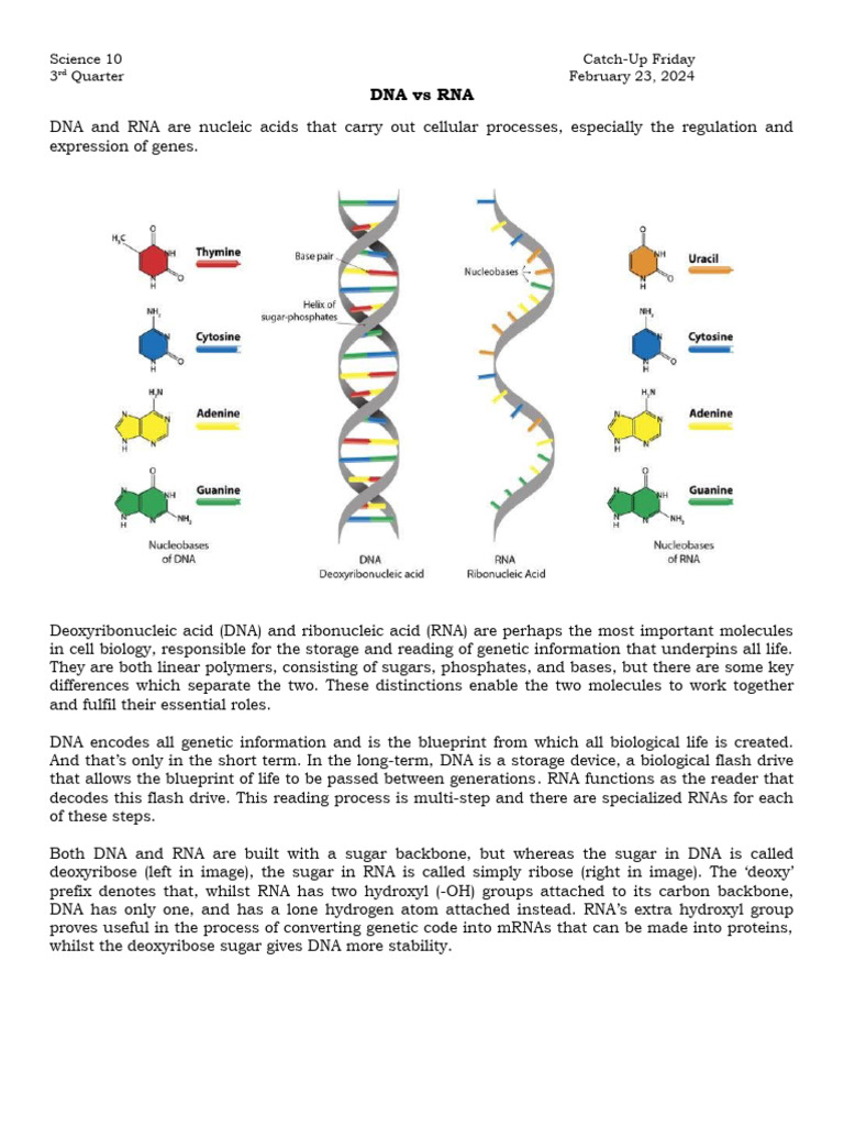DNA Vs RNA | PDF | Rna | Dna