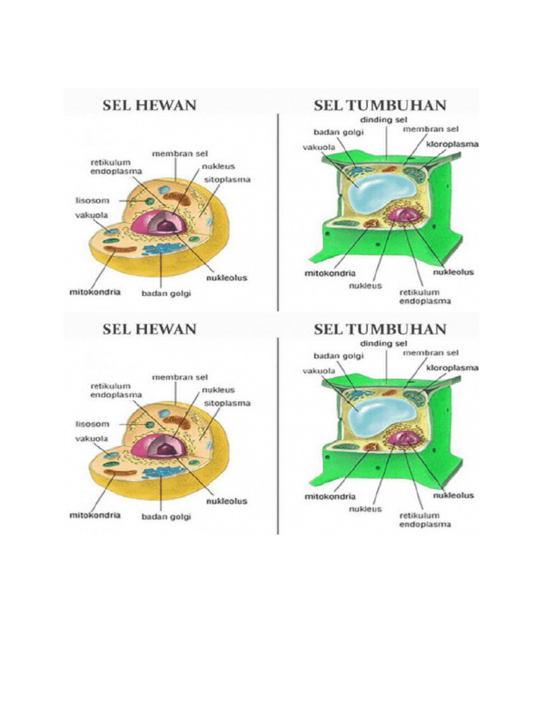 Biologi Sel | PDF