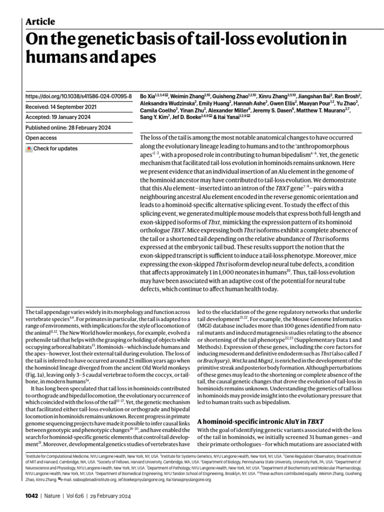 On The Genetic Basis of Tail-Loss Evolution in Humans and Apes | PDF