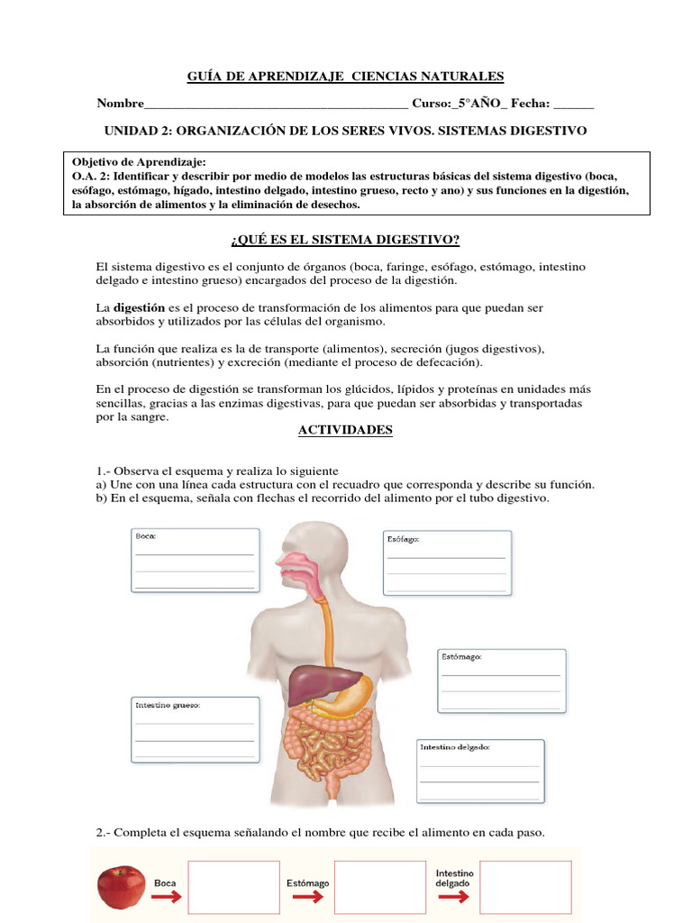 Ciencias Naturales SIST DIGEST | PDF | Digestión | Sistema digestivo humano