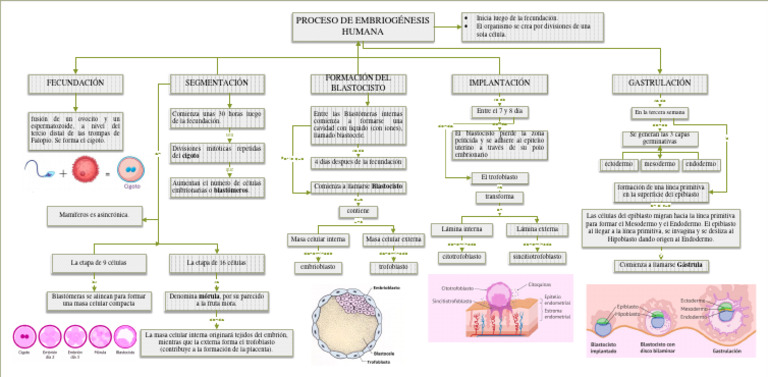 Mapa Sobre Embriogenesis Humana | PDF | Embrión | Anatomía