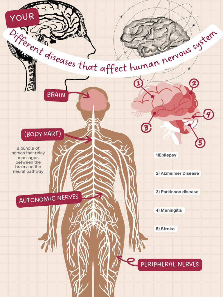 Parts of the Human Nervous System Science Poster in Pastel Pink Rose ...