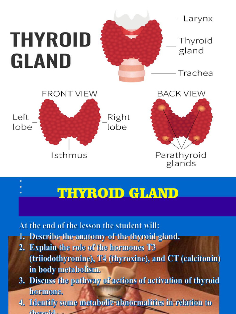 Lecture 4 Thyroid Glands | PDF | Thyroid | Thyroid Stimulating Hormone