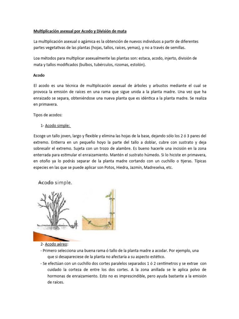 Acodo y División de mata | PDF | Tallo de la planta | Botánica