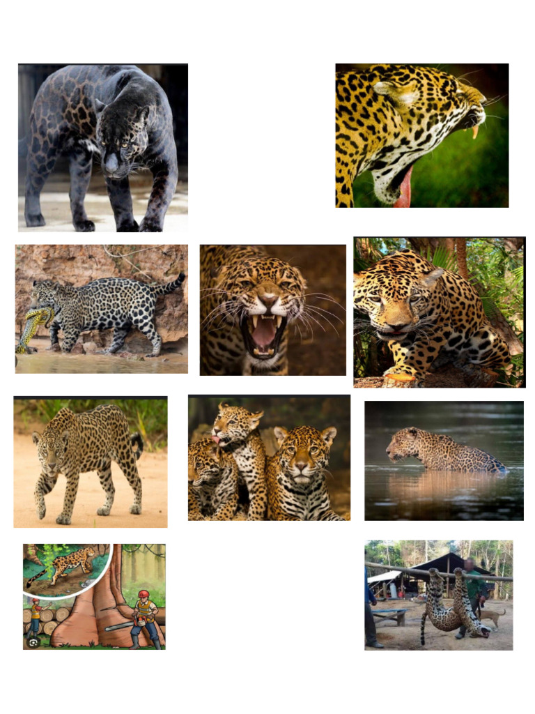 Documento (Jaguar) | PDF