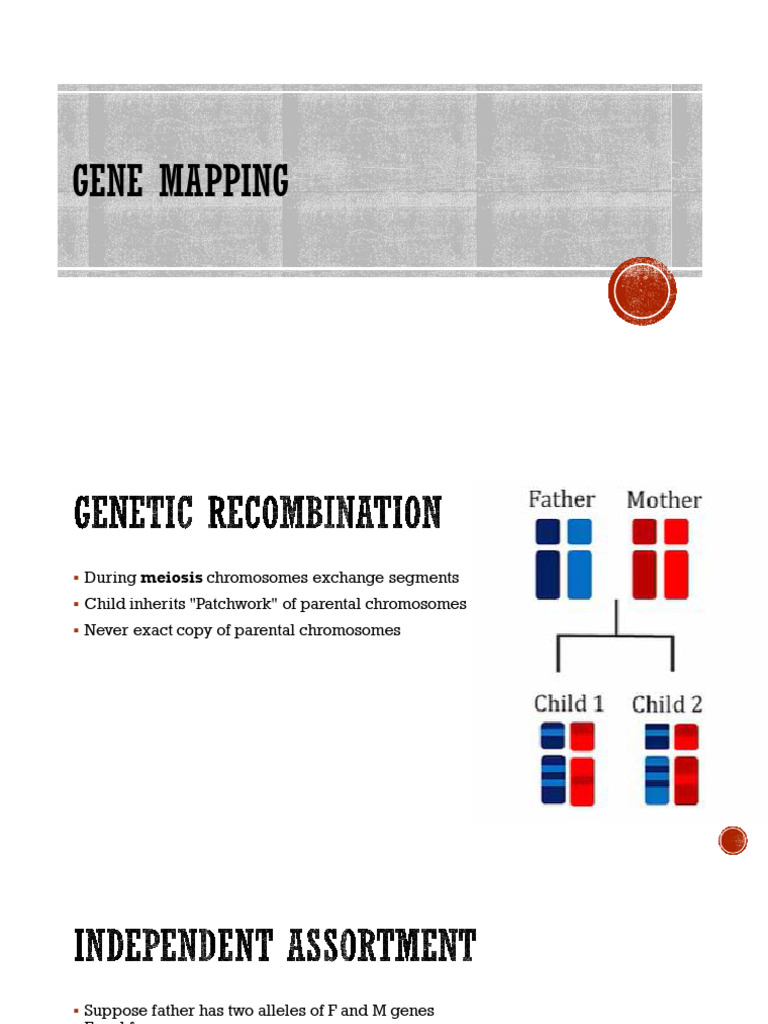 Gene Mapping | PDF