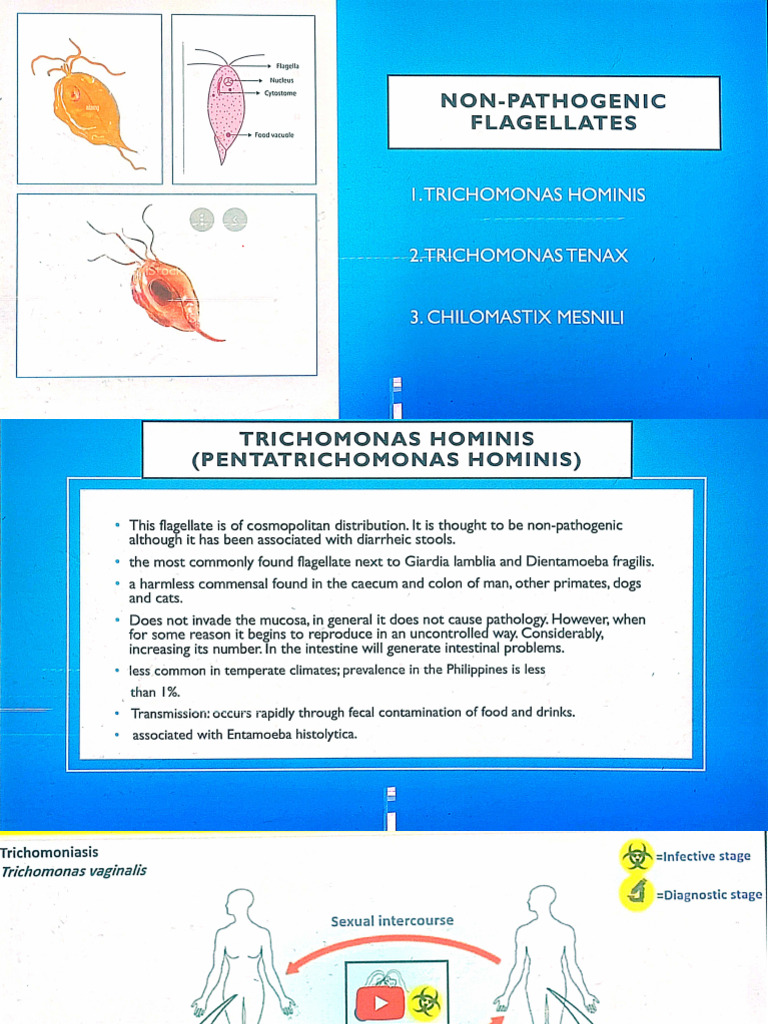 Trichomonas Life Cycle and Morphology | PDF | Medical Specialties ...