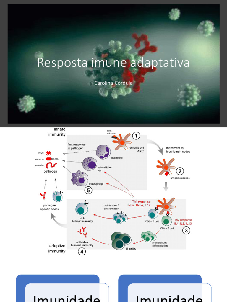 Aula 4 - Resposta Imune Adaptativa | PDF | Sistema imunológico | Anticorpo