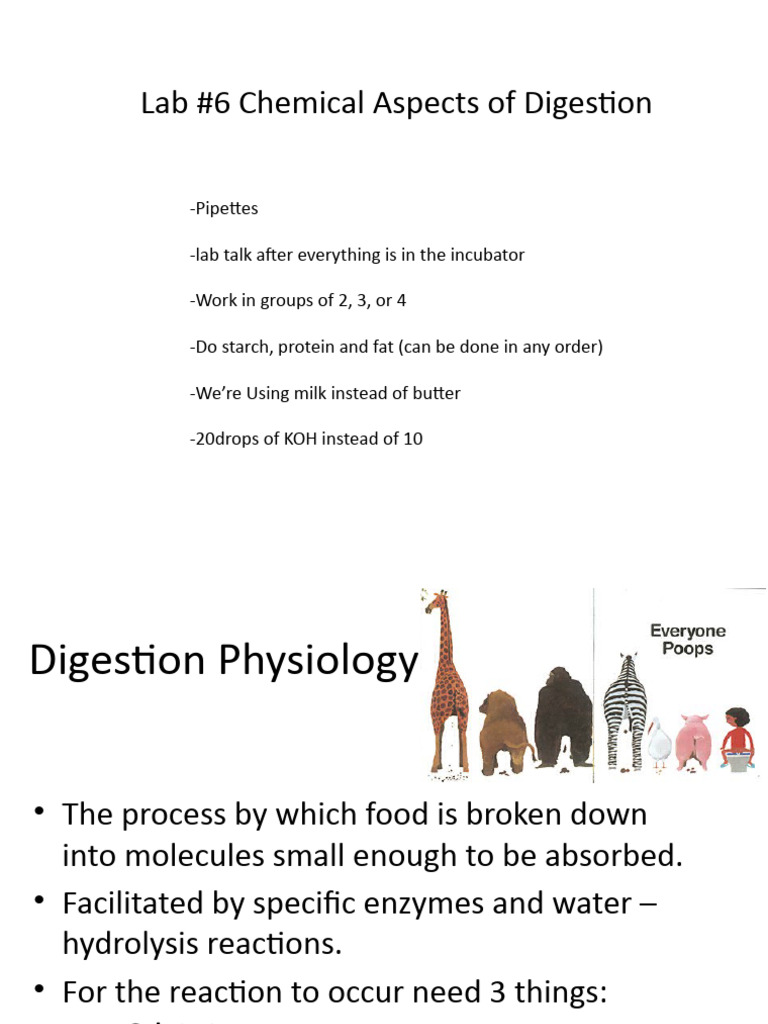 Lab 5 - Chemical Aspects of Digestion student KG | PDF | Digestion | Enzyme