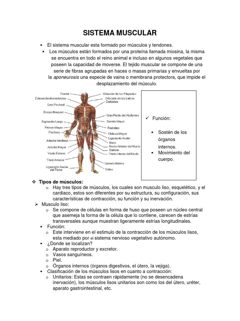 SISTEMA MUSCULAR Muscular System | PDF | Músculo esquelético | Sistema ...