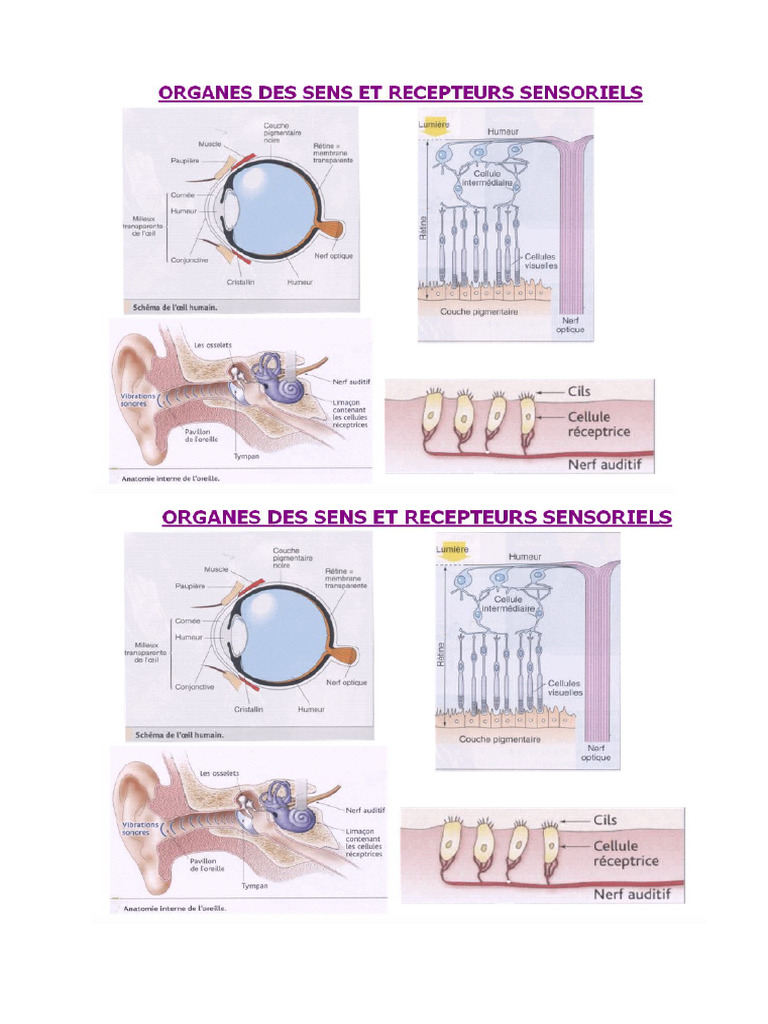 Organe Des Sens | PDF