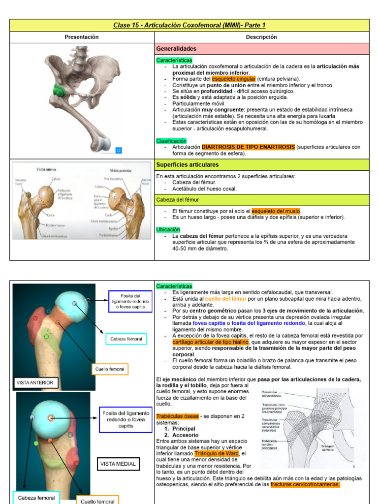 Anatomía de la Articulación Coxofemoral | PDF | Rodilla | Articulación