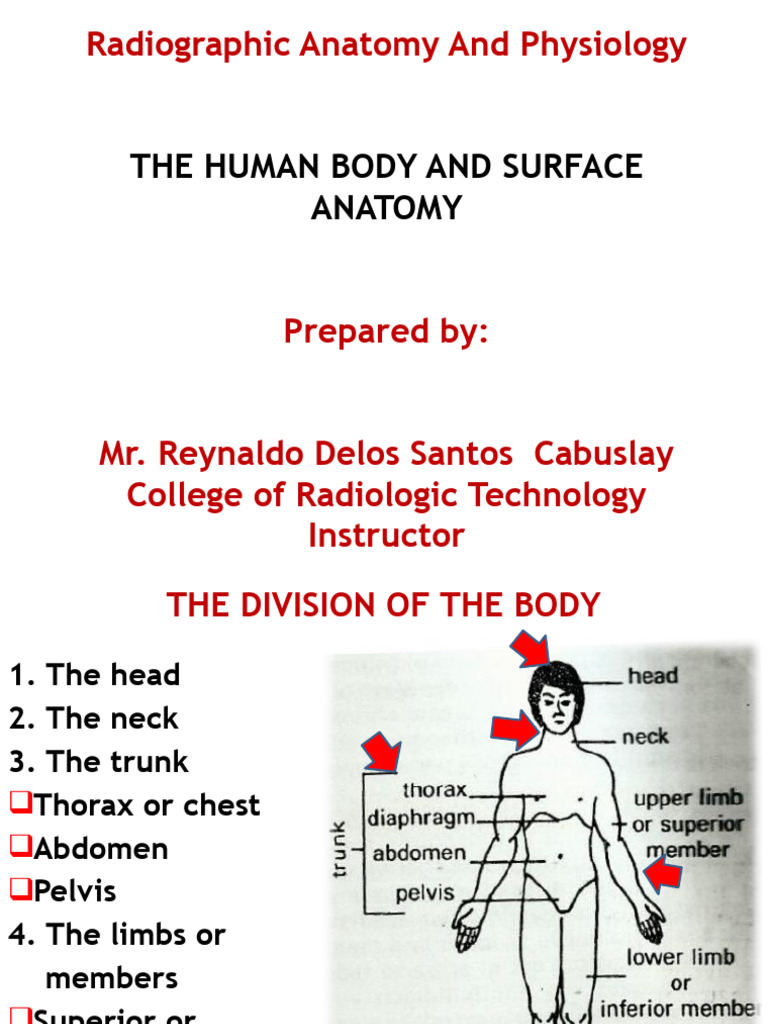 The Human Body and Surface Anatomy | PDF | Epithelium | Connective Tissue