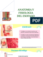 ESÒFAGO (Anatomía, Embriología, Histología y Fisiología) | PDF ...