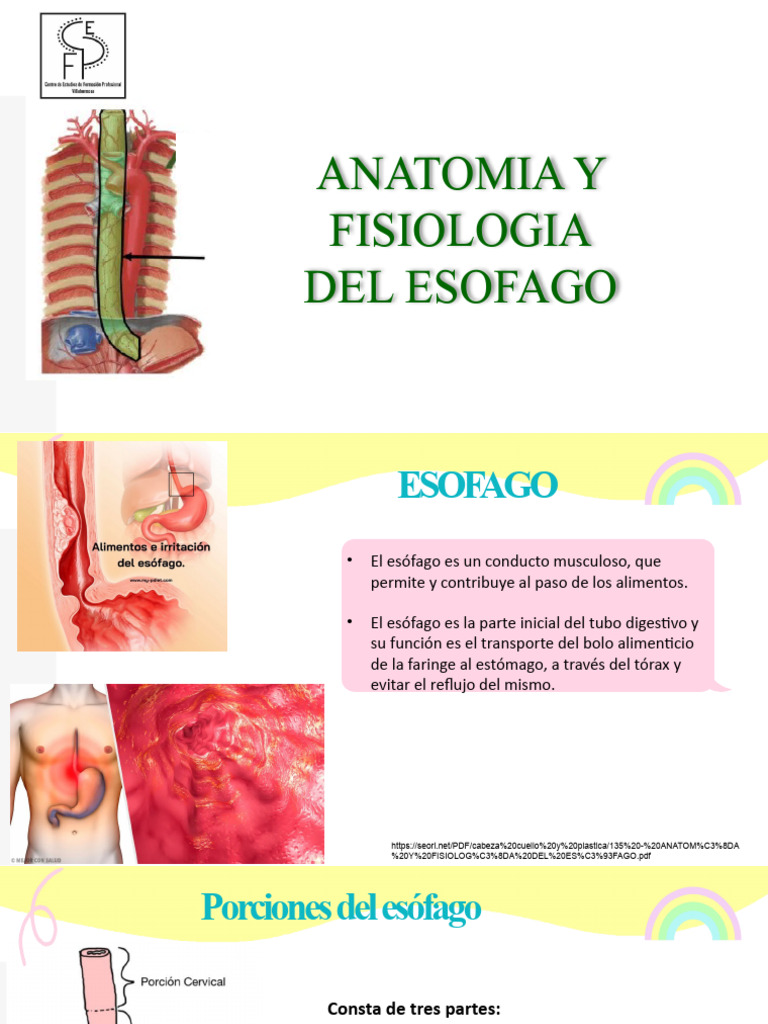 Anatomia Del Esofago | PDF | Esófago | Medicina