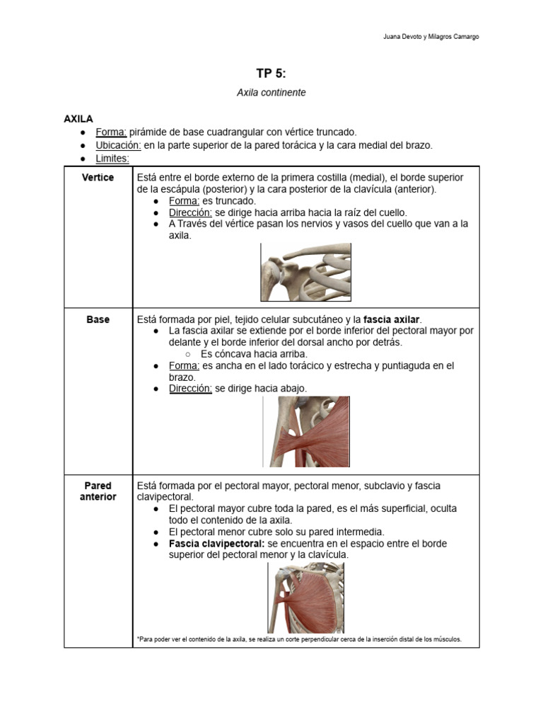 TP5 Locomotor | PDF | Sistema musculoesquelético | Anatomía humana