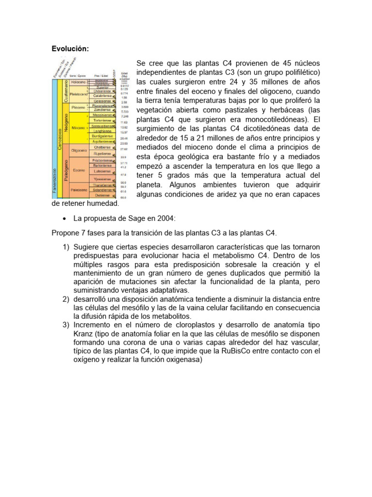 C3, C4 y CAM | PDF | Fisiología | Plantas