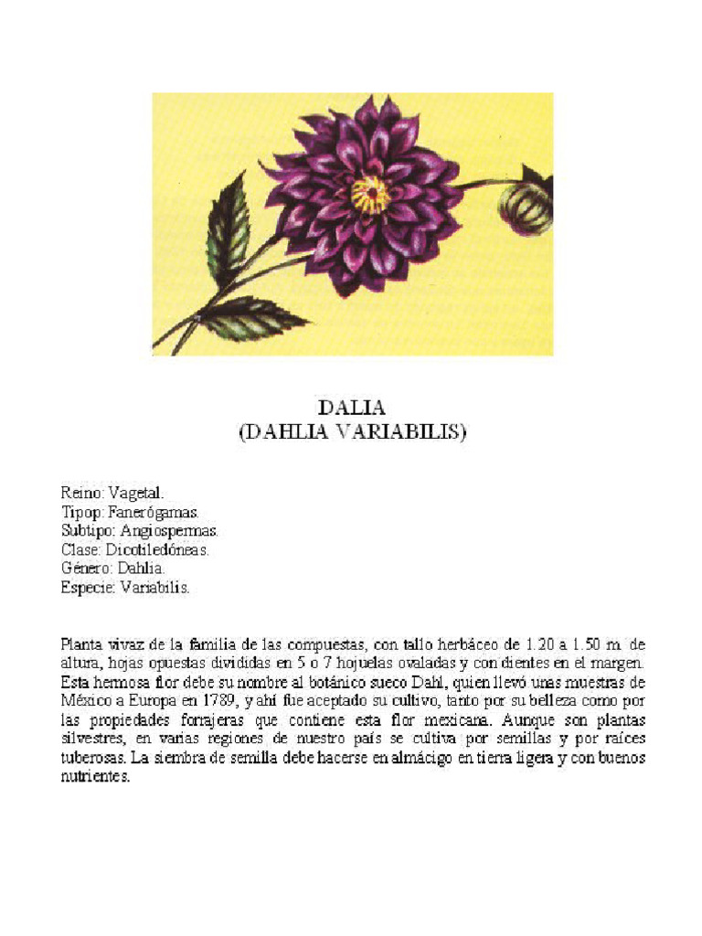 DALIA | PDF