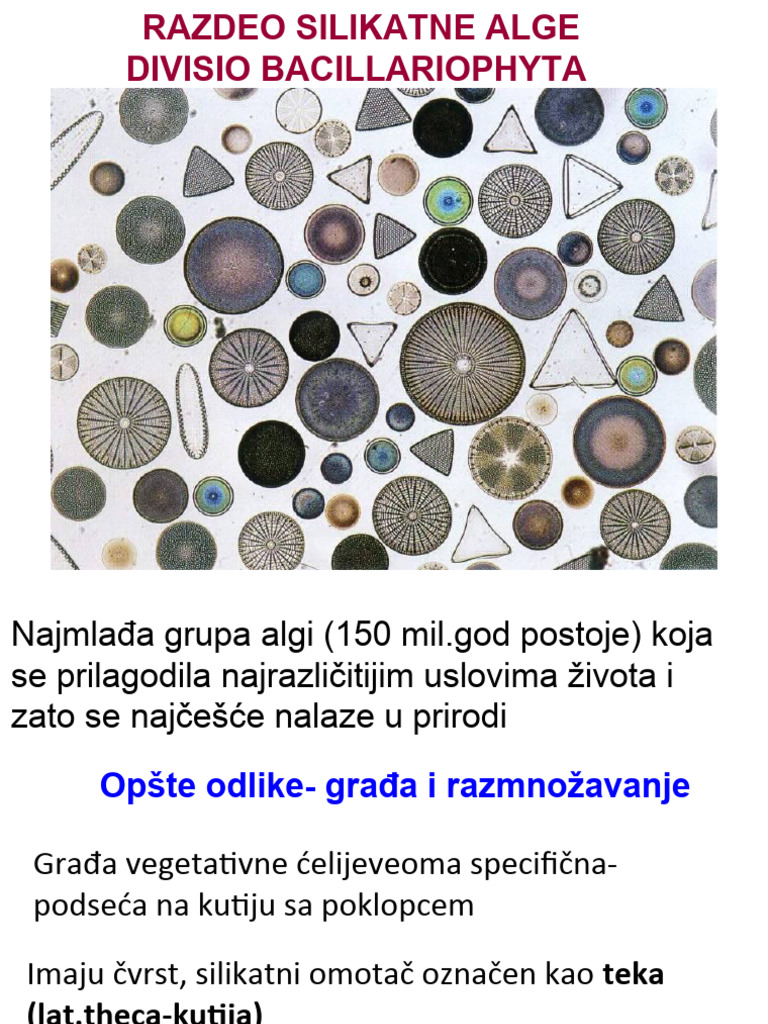 Silikatne Alge | PDF