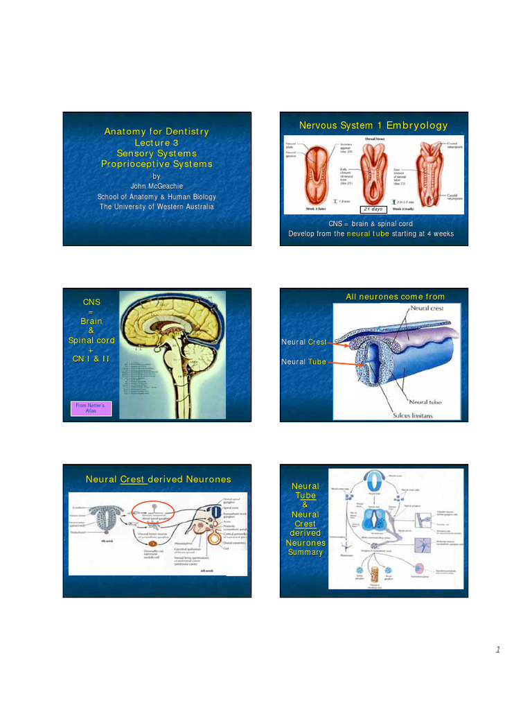 Proprioceptive Sensory Systems | PDF | Central Nervous System | Nervous ...