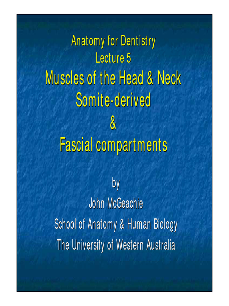 Somite Derived Muscles of The Head and Neck | PDF | Neck | Anatomical ...