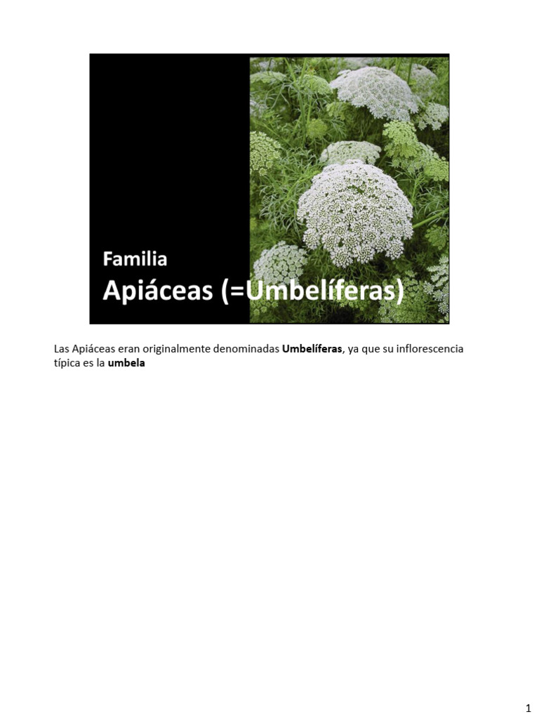 Características y Usos de las Umbelíferas | PDF | Fruta | Hoja