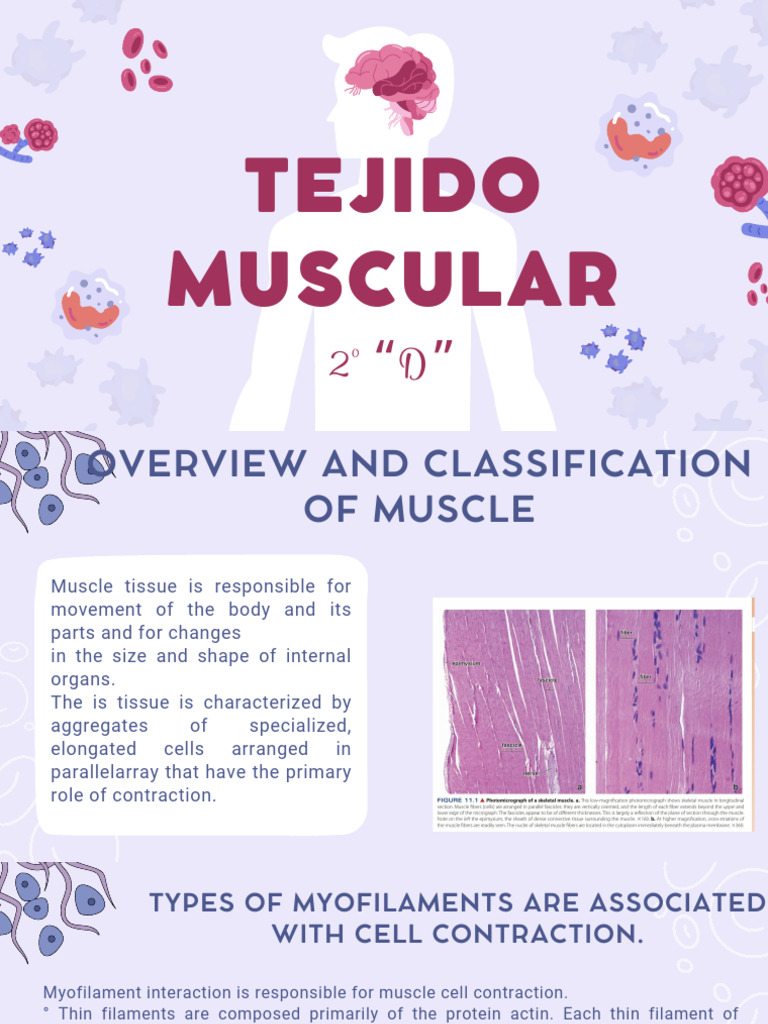 Tejido Muscular | PDF