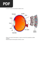 Estructura y Función de Fotorreceptores | PDF | Percepción visual ...