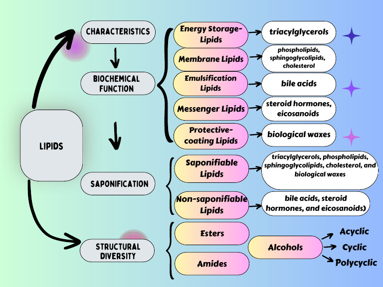 CONCEPT MAP CHARACTERISTIC OF LIPIDS (Dick Andrew Rodriguez) | PDF ...
