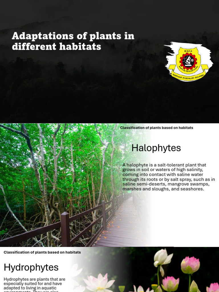 Adaptations Plants | PDF | Plants | Root