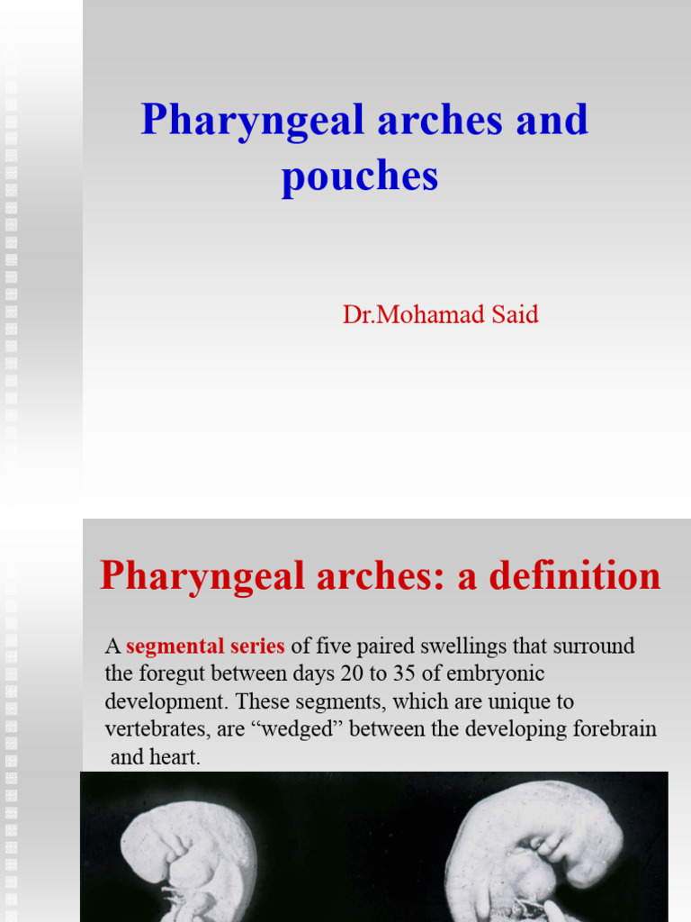 Pharyngeal Arches: Development and Derivatives | PDF | Anatomy ...