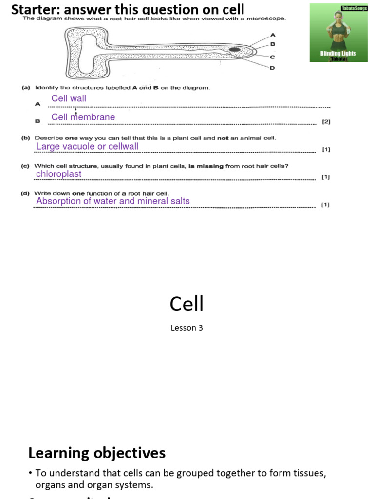 Cell Lesson 3 | Download Free PDF | Tissue (Biology) | Anatomy