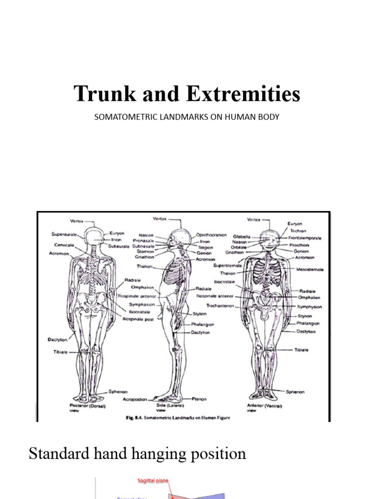 Trunk and Extremities | PDF | Skeletal System | Human Anatomy