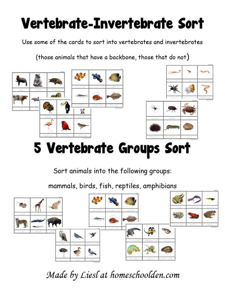 Vertebrate-Invertebrate Sort | PDF | Invertebrate | Organisms