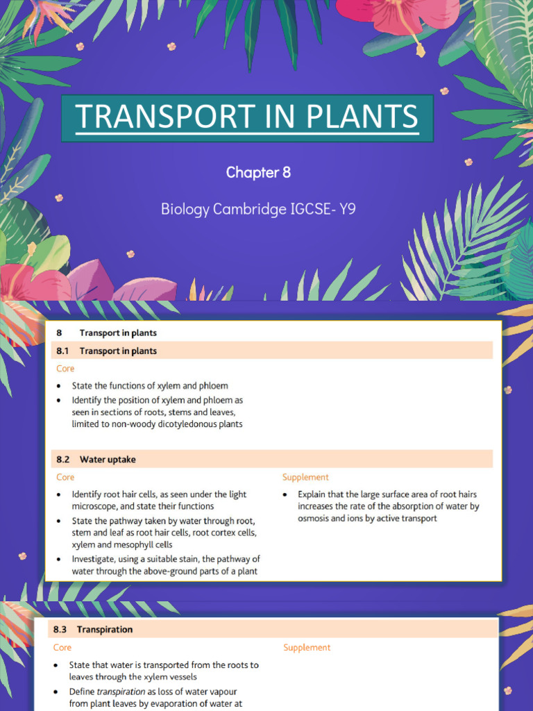 Chapter 8 Transport in Plants 8.1 & 8.2 | PDF | Leaf | Root