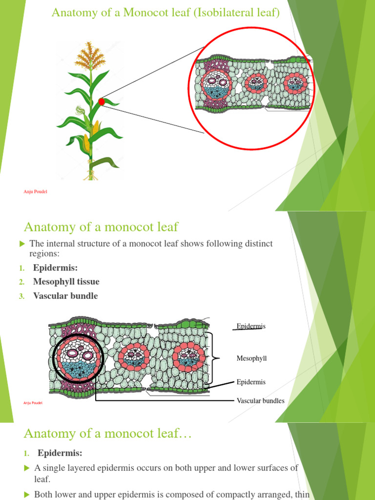 Anatomy of A Monocot Leaf | PDF | Leaf | Tissue (Biology)