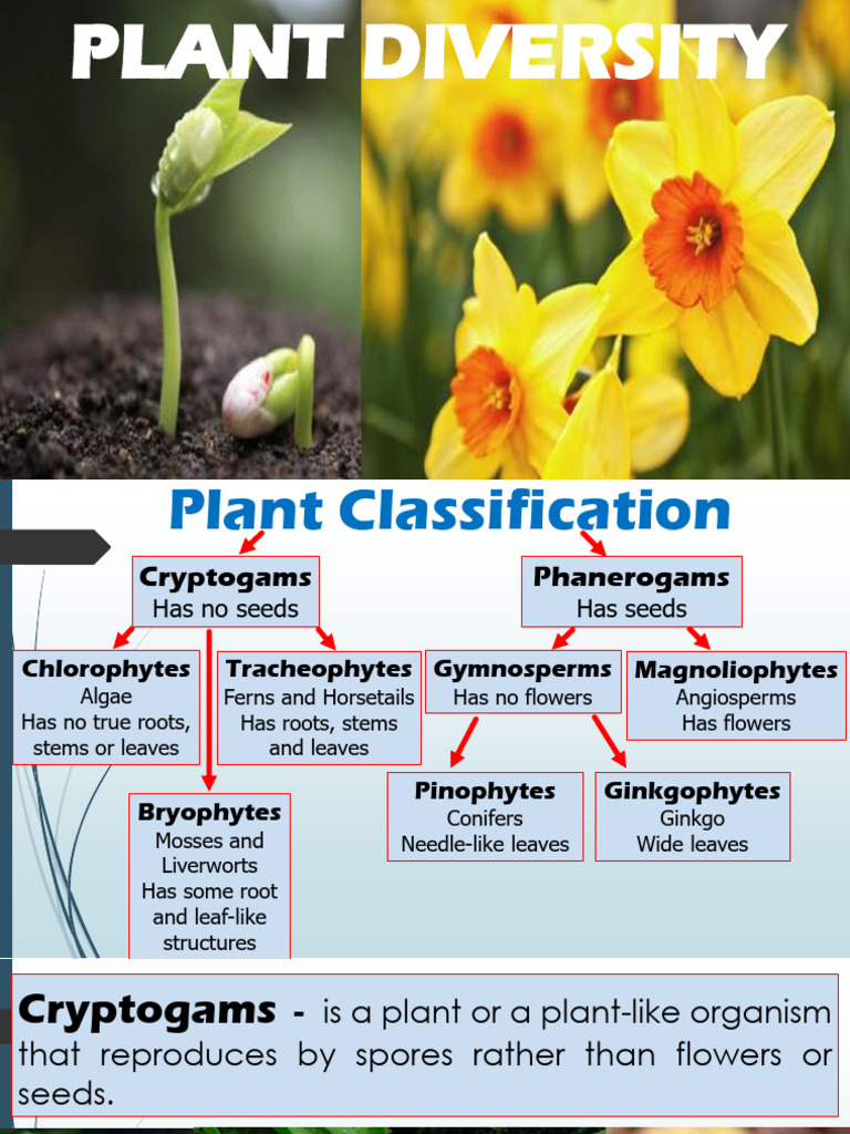 Plant Diversity 1 | PDF | Plant Reproduction | Plants