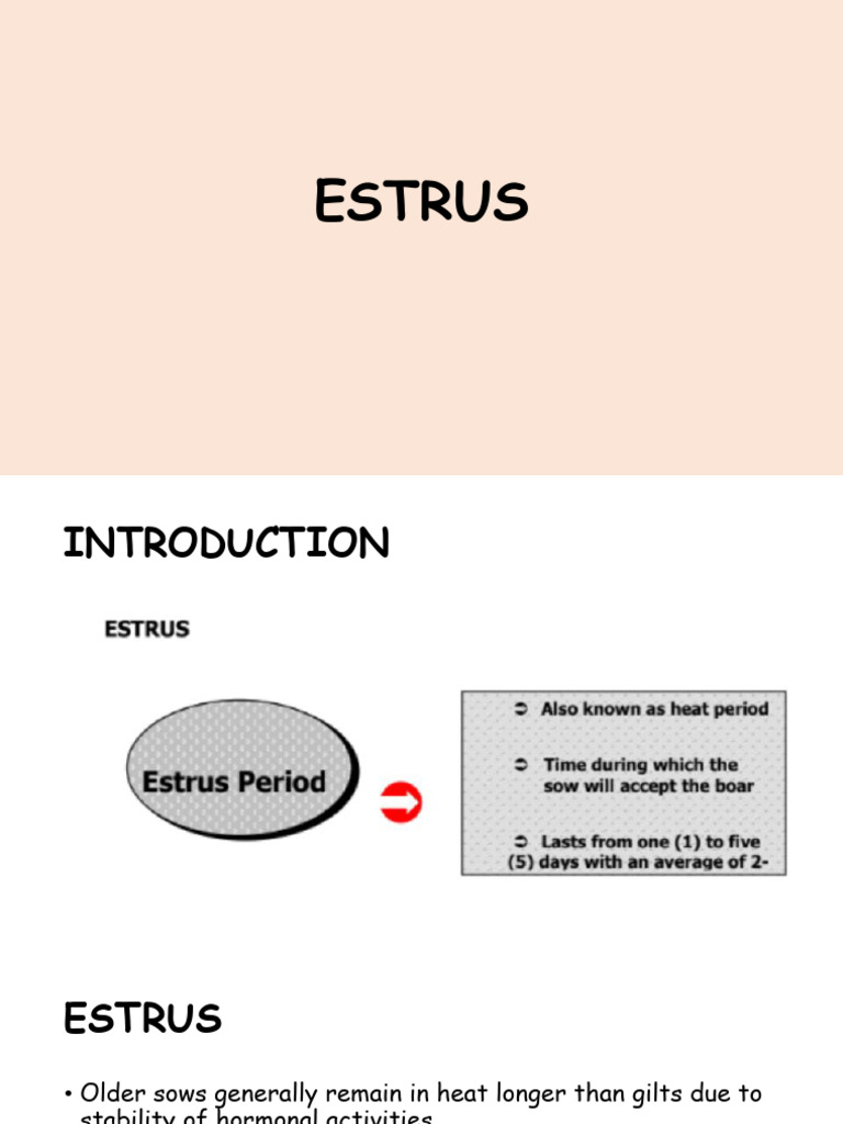 Understanding the Estrus Cycle in Sows | PDF
