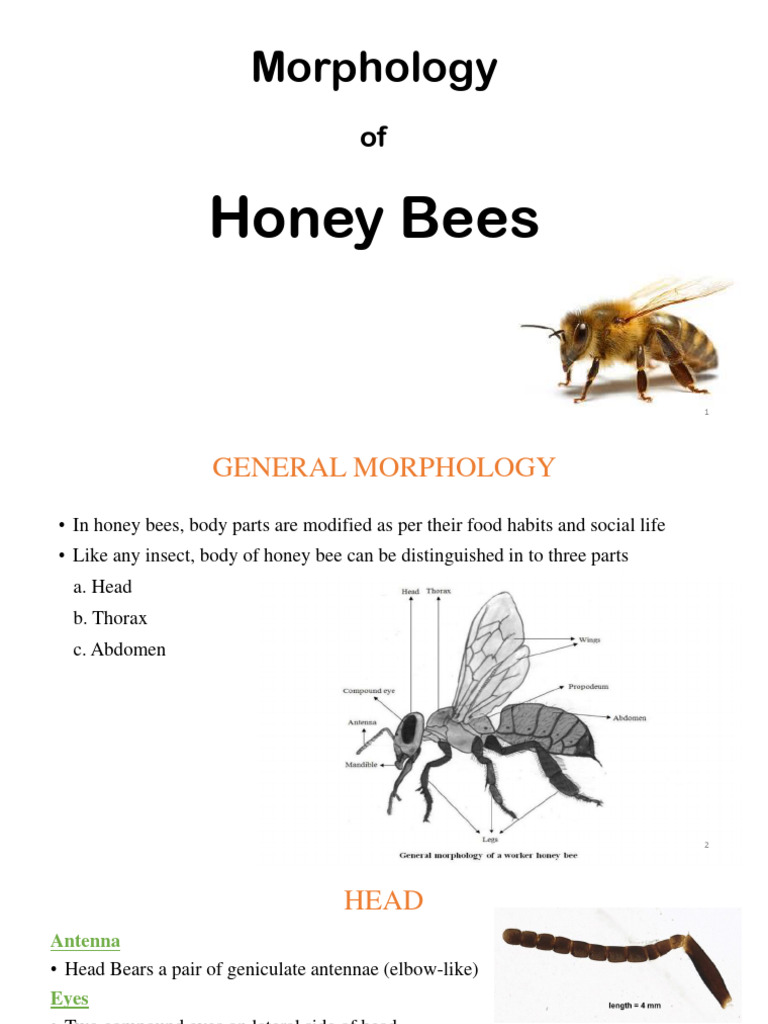 Lecture 4 Morphology of Honey Bees | PDF | Home & Garden